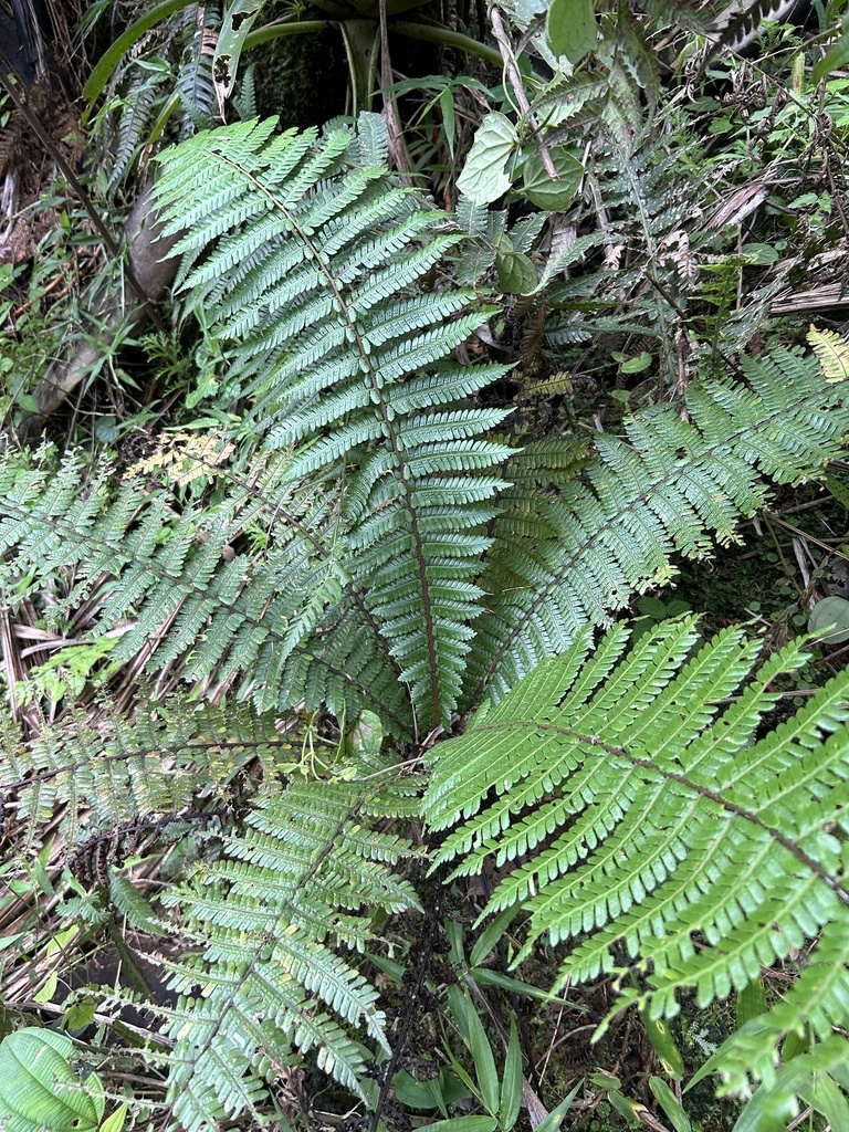 Elfin Tree Fern in August 2024 by Alexis Chaparro · iNaturalist
