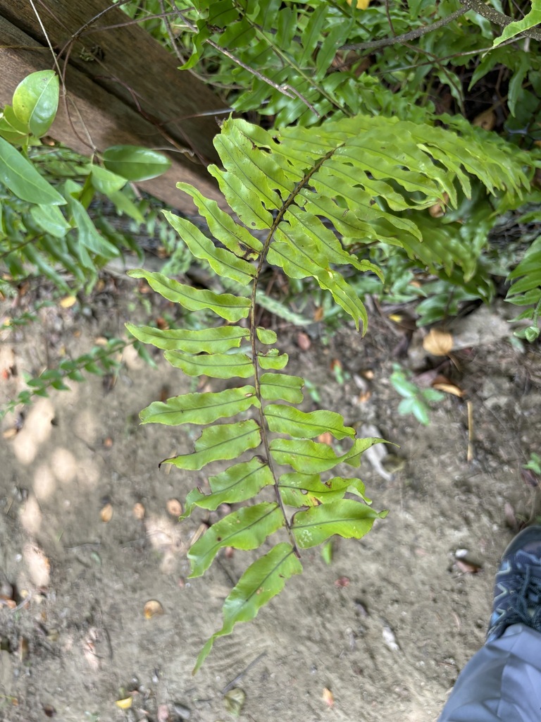 Broad Sword Fern from 台灣高雄市鼓山區高雄 on August 27, 2024 at 10:08 AM by 吳威 ...