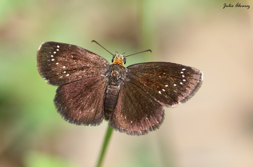 Saltarina con hoyuelos manchada (Bolla litus)