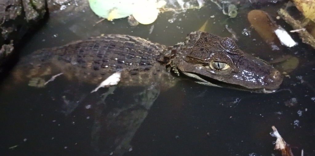 Spectacled Caiman from Garachiné, Provincia de Darién, Panamá on August ...