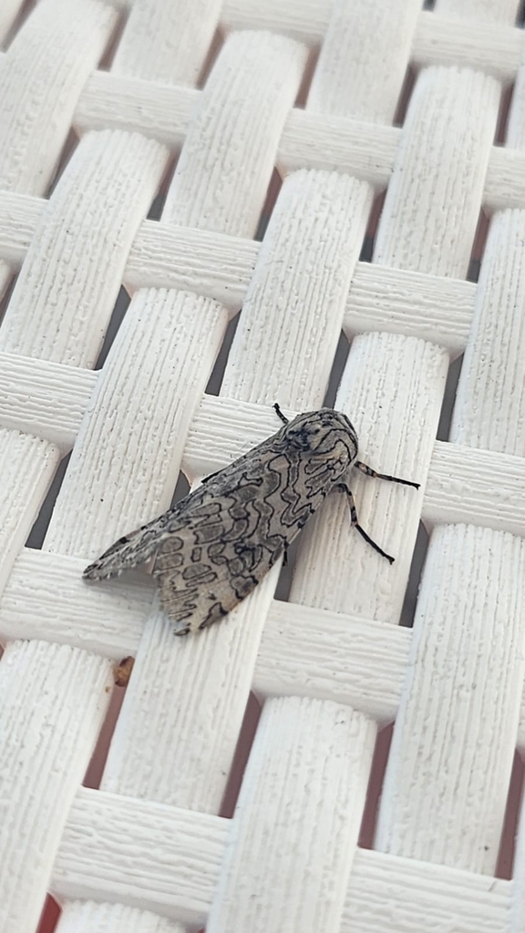 Hypercompe suffusa from 76246 Qro., México on August 22, 2024 by ...