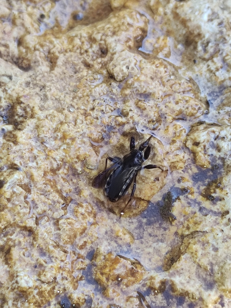 Amphibolus from HaZafon, IL on August 27, 2024 at 05:03 PM by maayan ...