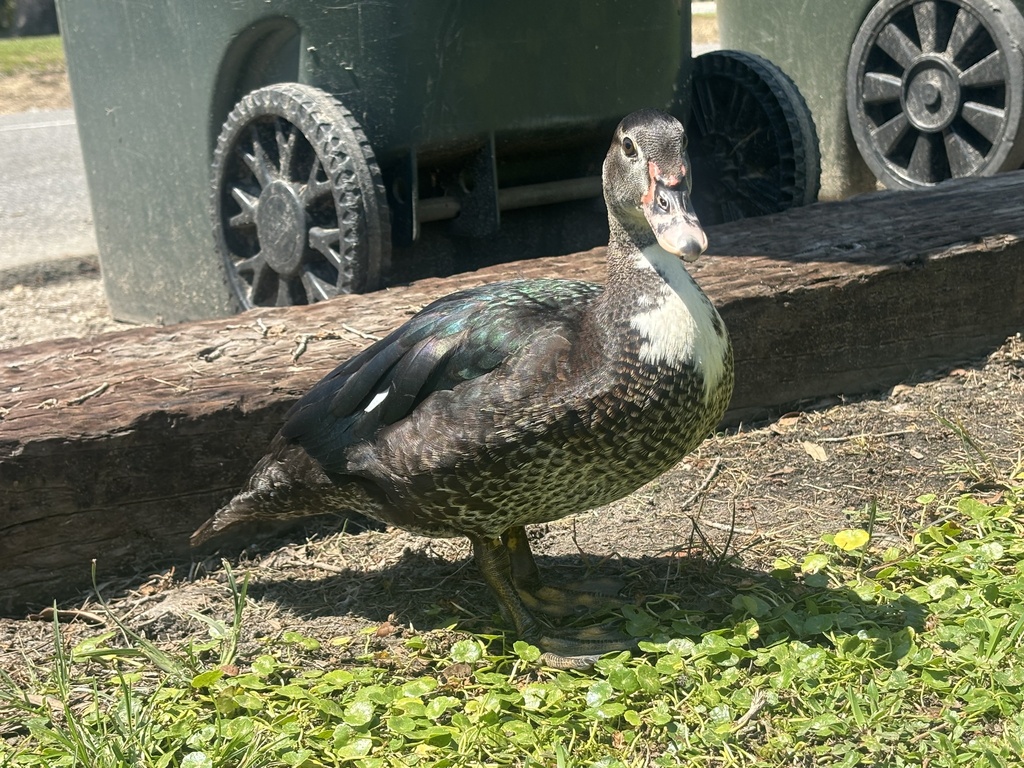 Domestic Muscovy Duck from Stockton, AL, US on August 10, 2024 at 02:18 ...