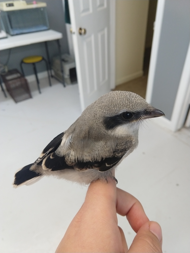 Loggerhead Shrike from 5304 Martin Luther King Jr/Oldfort Hill, Austin ...