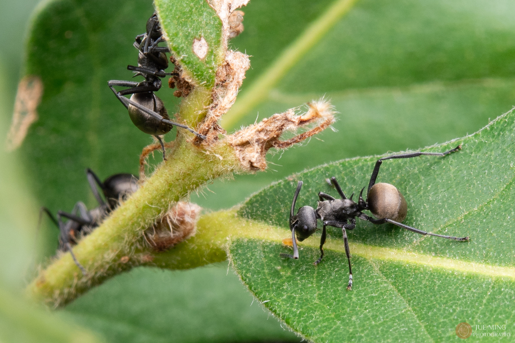 Rich Spiny Sugar ant from 中国浙江省绍兴市新昌县 on August 12, 2024 at 09:46 AM by ...