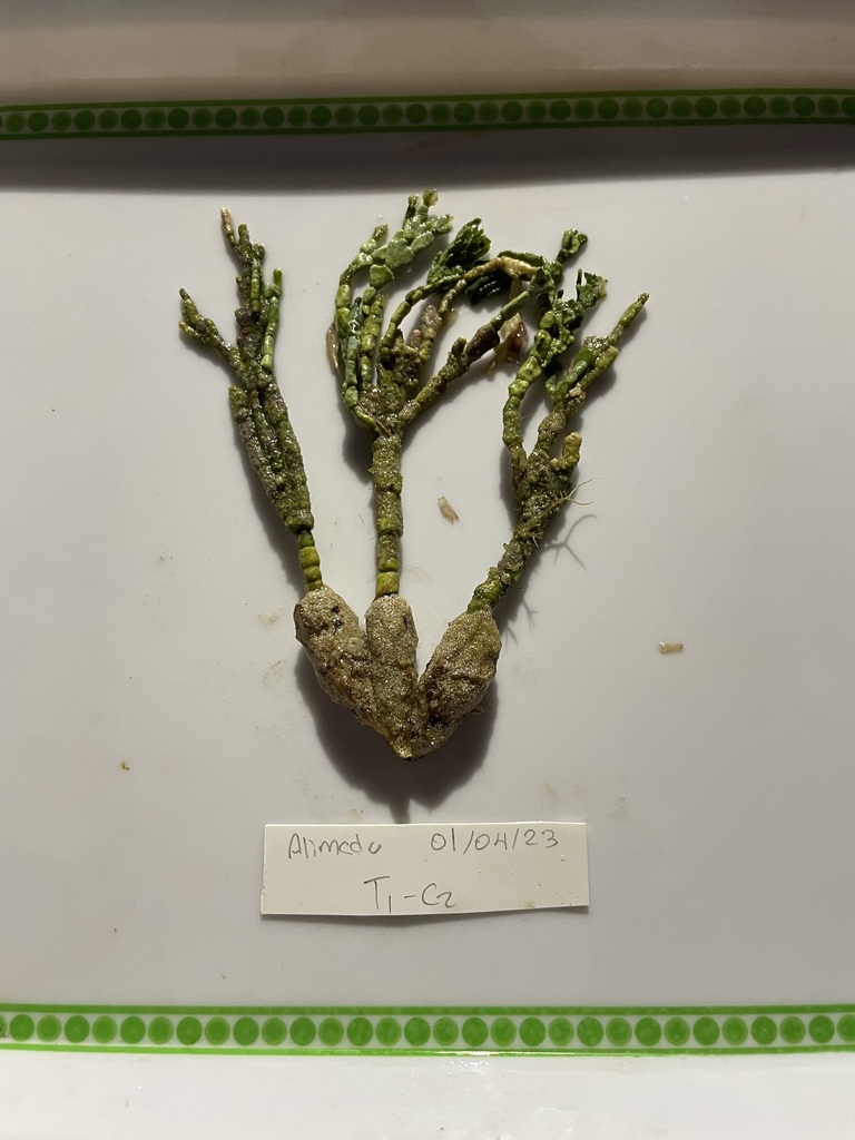 Halimeda from Dzilam de Bravo, MX-YU, MX on April 01, 2023 at 06:31 PM ...