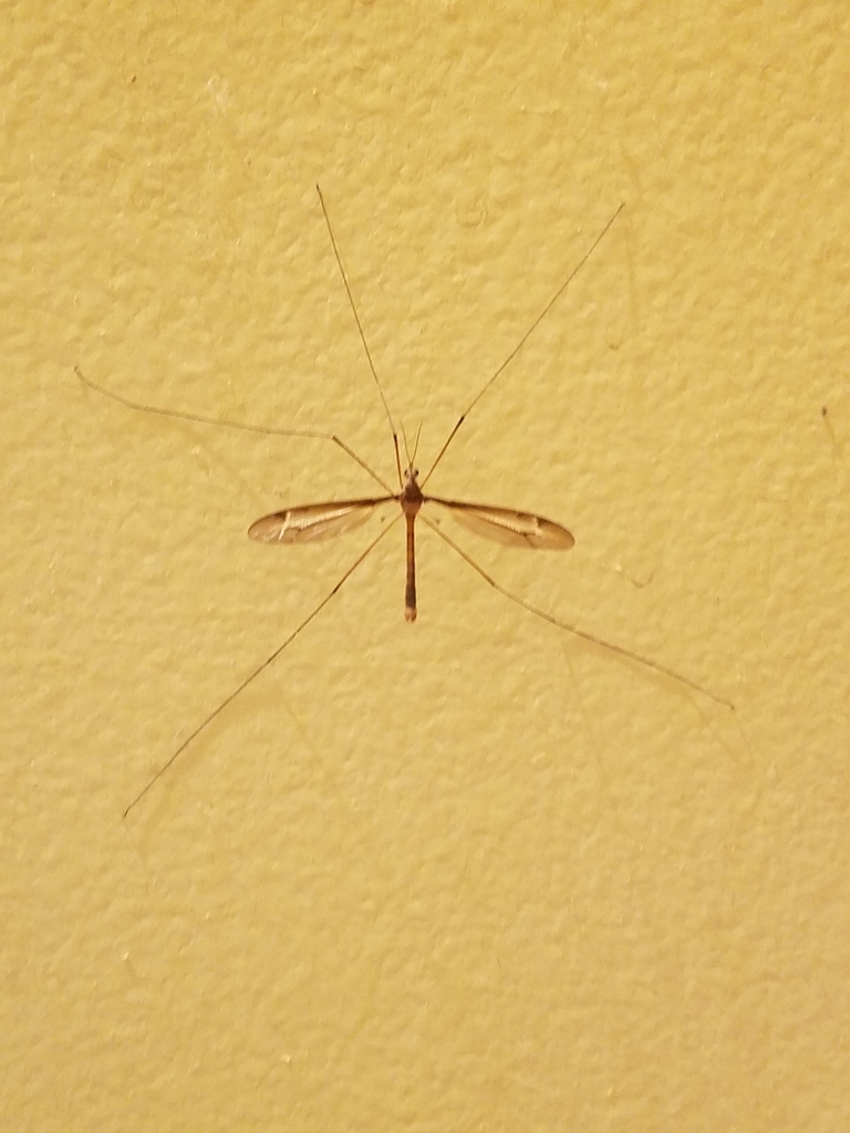 Yamatotipula from Gustavus Township, OH, USA on June 19, 2019 at 12:54 ...