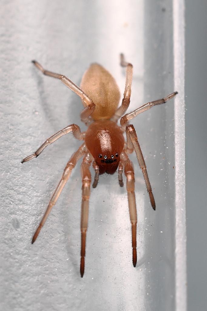 Typical Spiders in August 2024 by Lane Nielson · iNaturalist