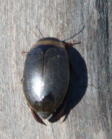 Graphoderus from Cliff Lake, Manitoba, Canada on August 27, 2024 at 03: ...