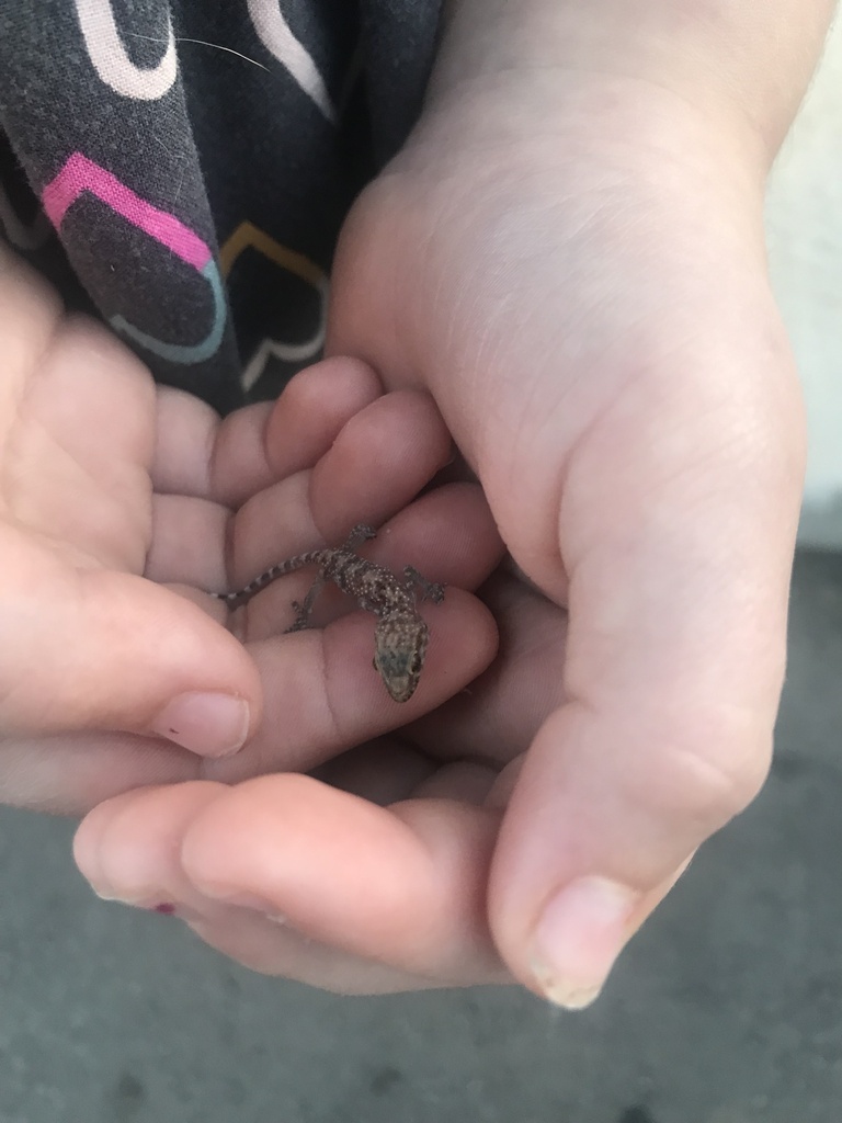 Mediterranean House Gecko from Circle Ave, Charlotte, NC, US on August ...