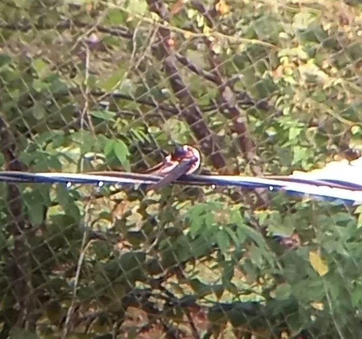 Red-rumped Swallow from Panamá, Provincia de Panamá, Panamá on August ...