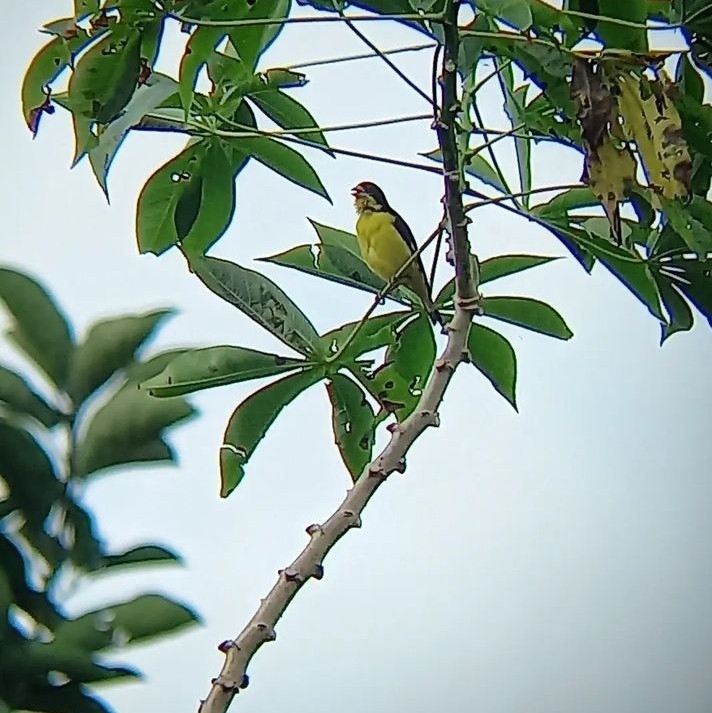 Siskins and New World Goldfinches from Panamá, Provincia de Panamá ...