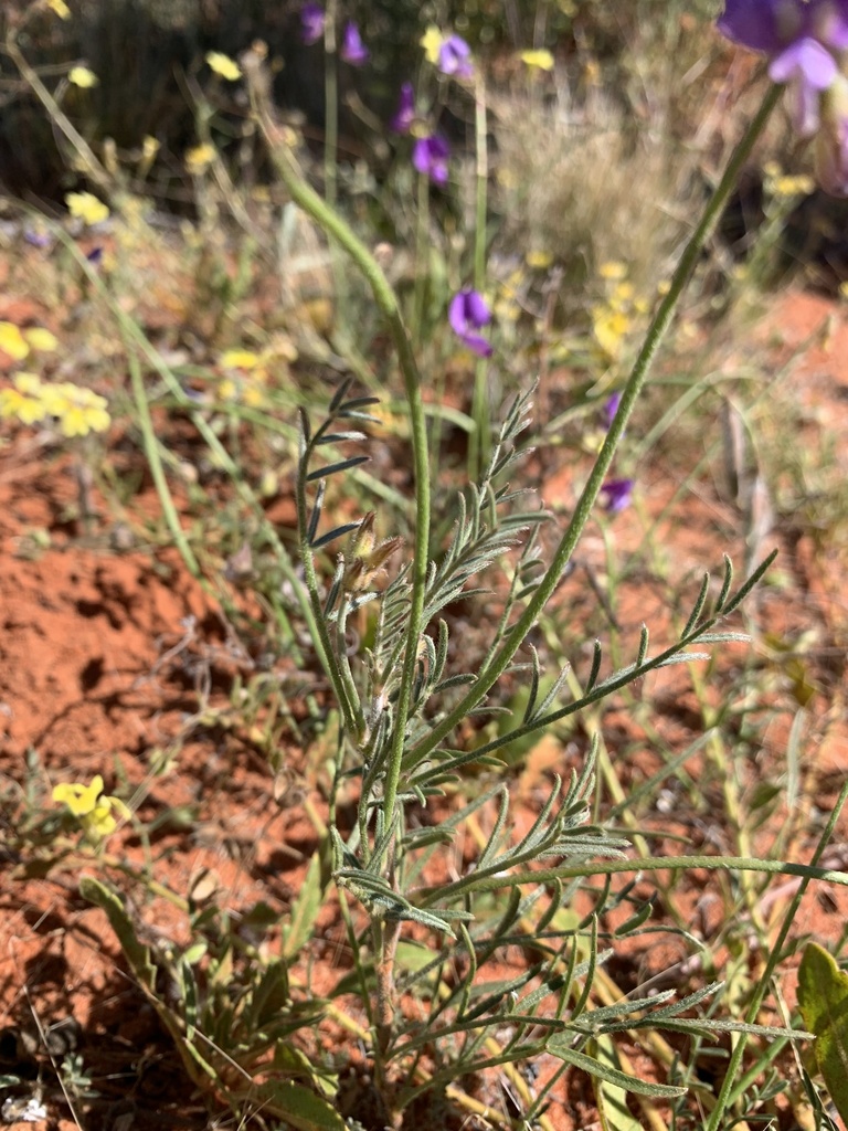 lilac darling pea from Sturt National Park, Tibooburra, NSW, AU on ...