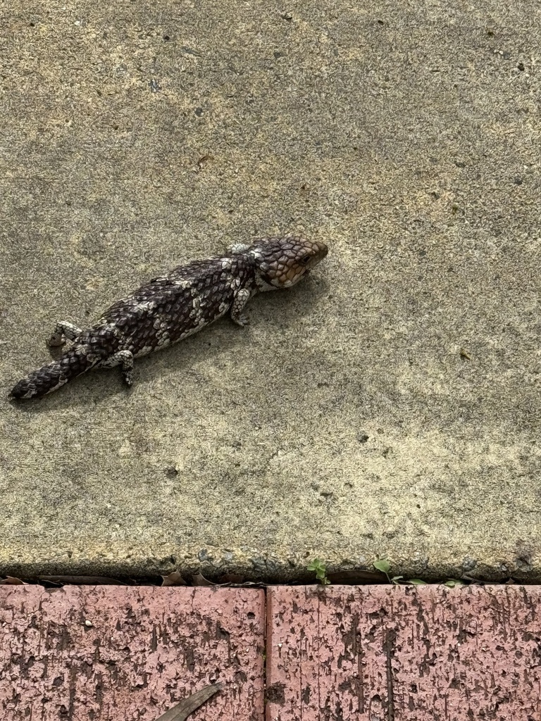 Southwestern Shingleback from Boas Ave, Joondalup, WA, AU on August 14 ...