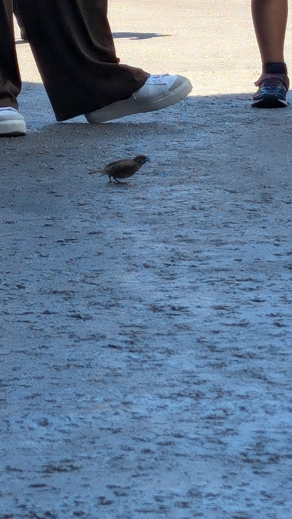 Eurasian Tree Sparrow from 554-0031, Japan on August 24, 2024 at 01:22 ...