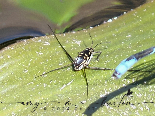 Trepobates subnitidus from Pioneer Park, 1095 Hobson Mill Dr ...