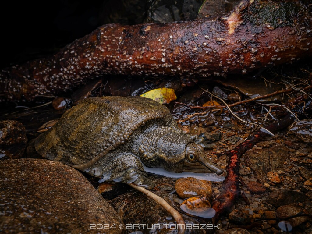 Wattle-necked Softshell Turtle in August 2024 by Artur Tomaszek ...
