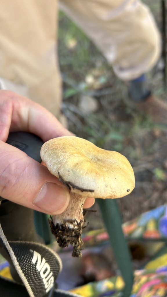 Red-bleeding Milk Cap from Mount Lemmon, Mount Lemmon, AZ, US on August ...