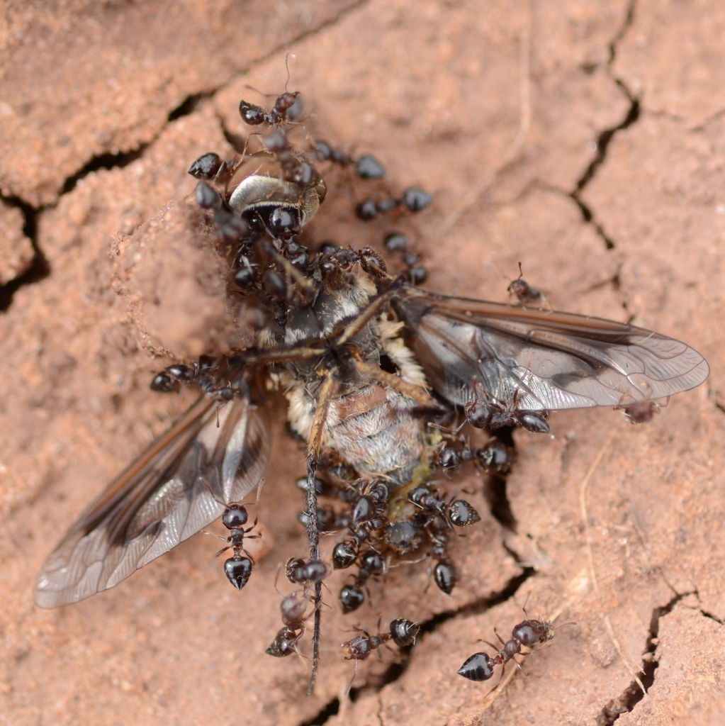 Acrobat Ants and Cocktail Ants from Encino, NM 88321, USA on August 19 ...