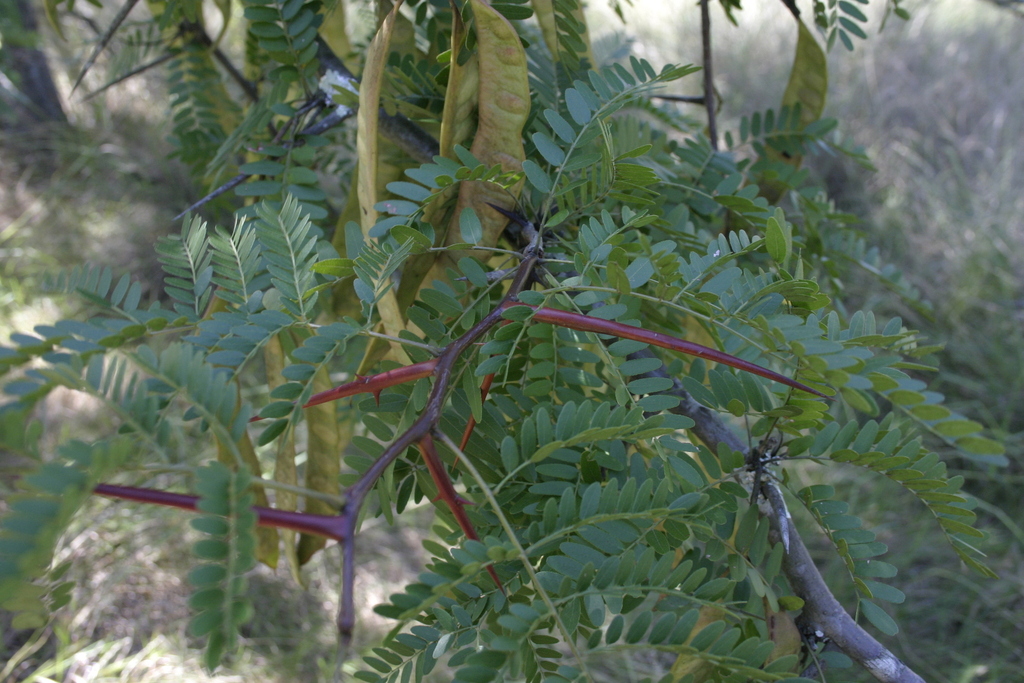honey locust from Pitt Town Bottoms NSW 2756, Australia on February 10 ...