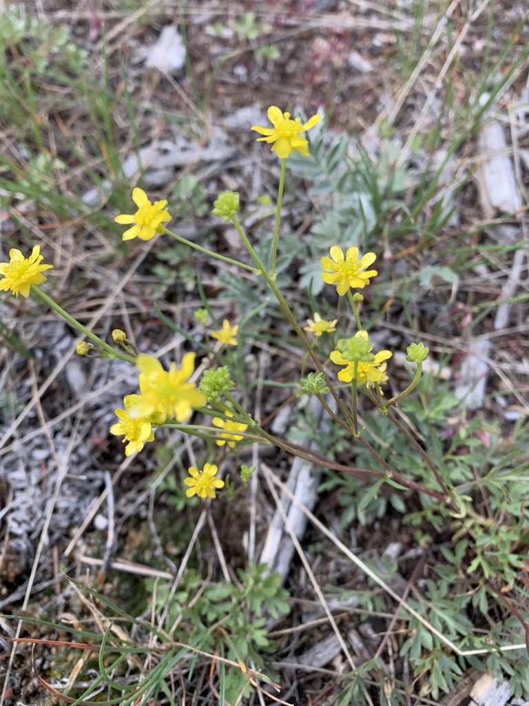buttercups from 1984–2612 County Road 63E, Bellvue, CO, US on June 18 ...