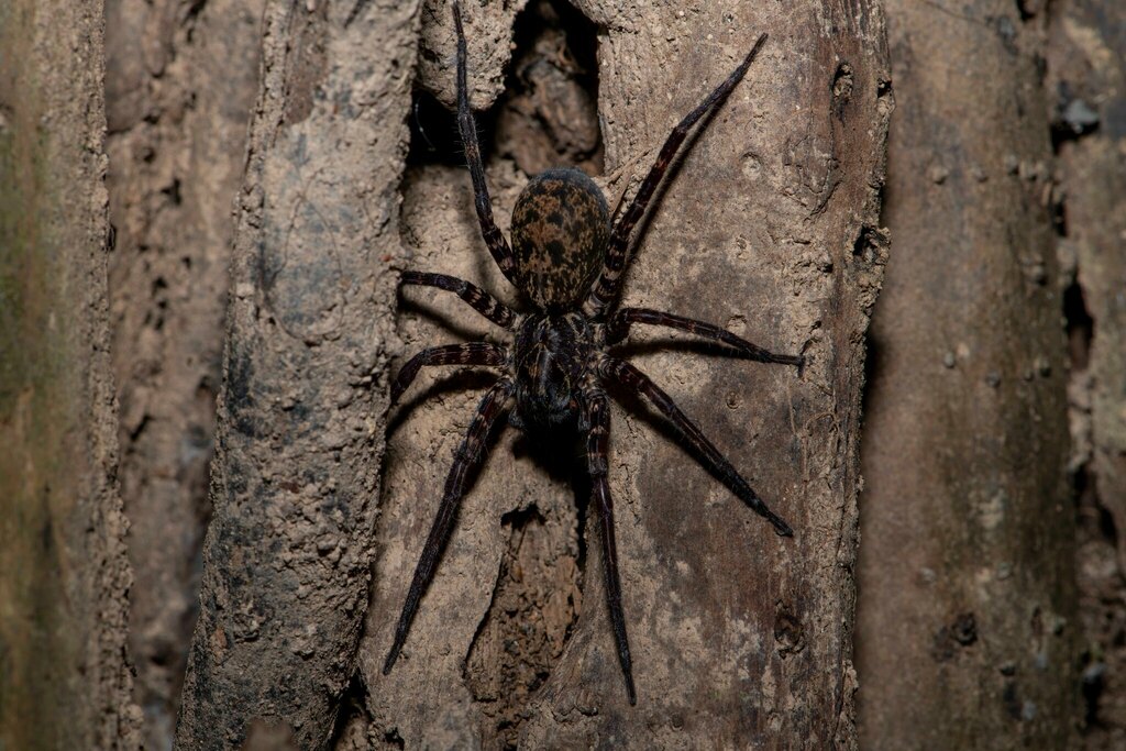 Wandering Spiders from Tambopata, Peru on August 27, 2024 at 07:35 PM ...