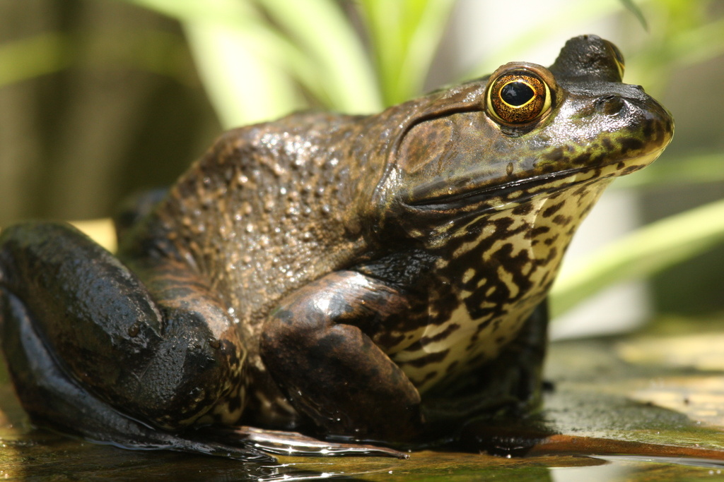 American Bullfrog from Central Florida Zoo & Botanical Gardens, Sanford ...