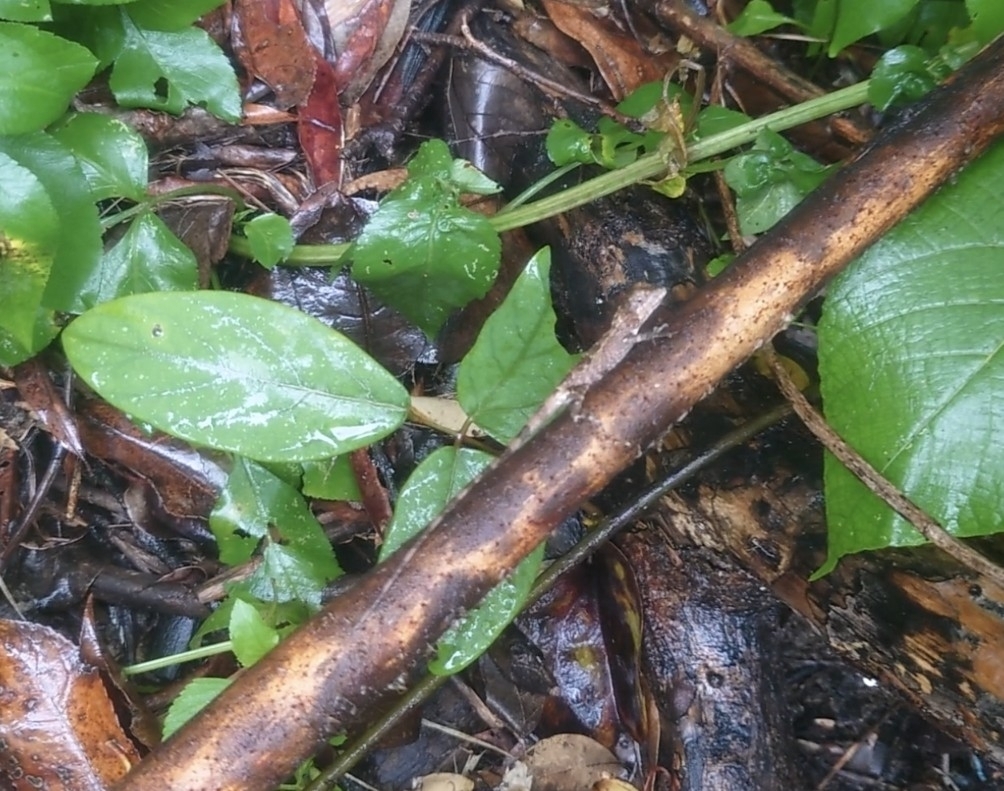 Diploderma polygonatum polygonatum in August 2024 by triturus00 ...