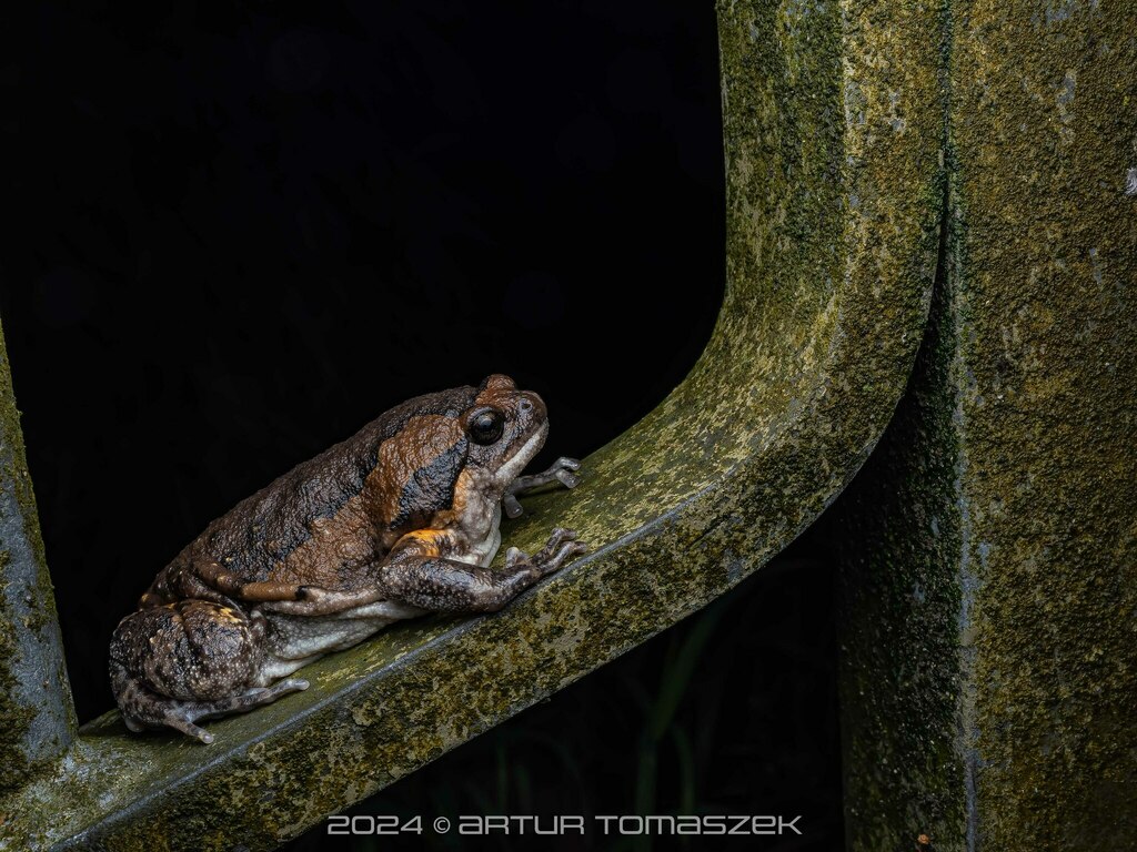 Asian Painted Frog in August 2024 by Artur Tomaszek · iNaturalist