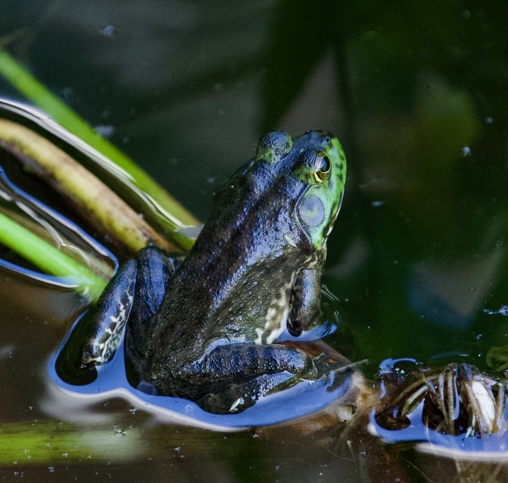 American Bullfrog from Billy Frank Jr. Nisqually National Wildlife ...