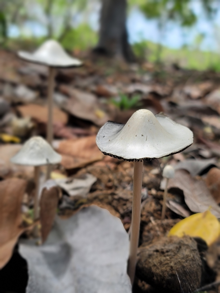 Mottlegills from 41880 Gro., México on July 2, 2024 at 11:27 AM by ...