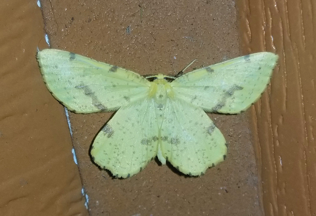 Crocus Geometer Moths from Fentress County, TN, USA on August 28, 2024 ...