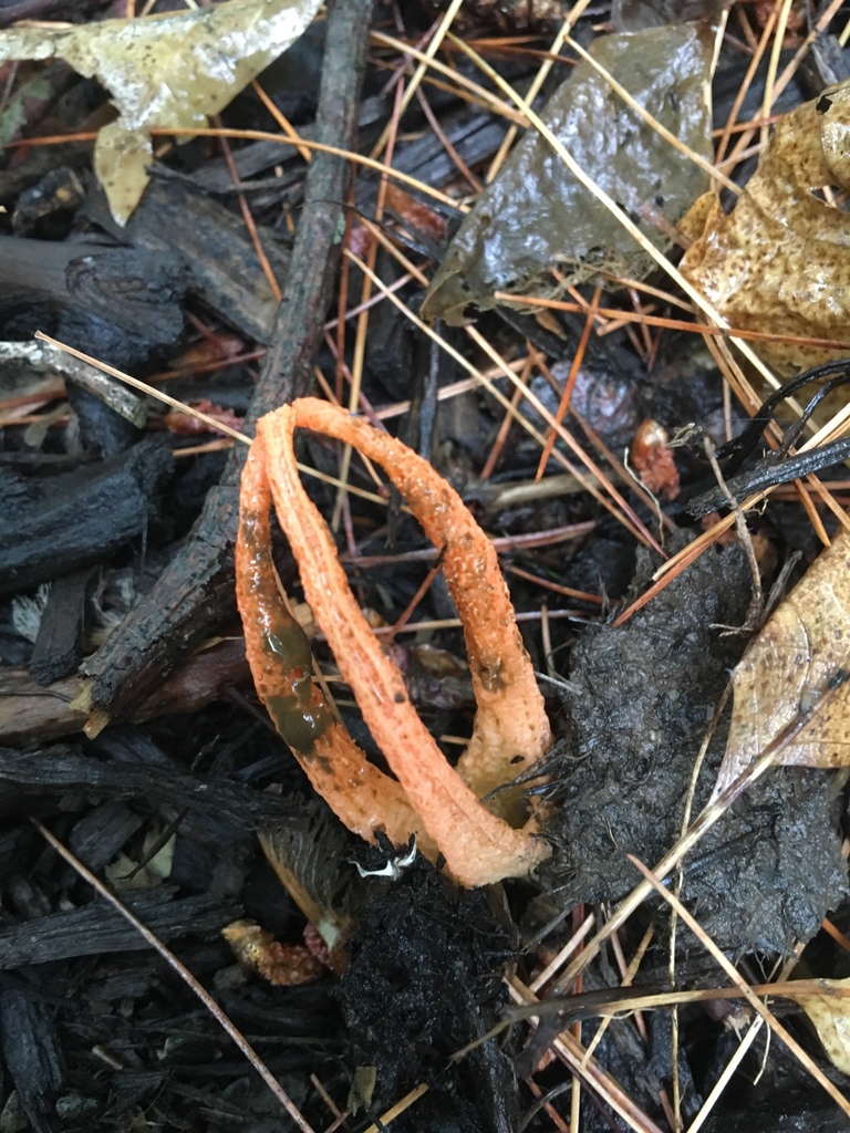 stinky squid from South Mountain Reservation, West Orange, NJ, US on ...