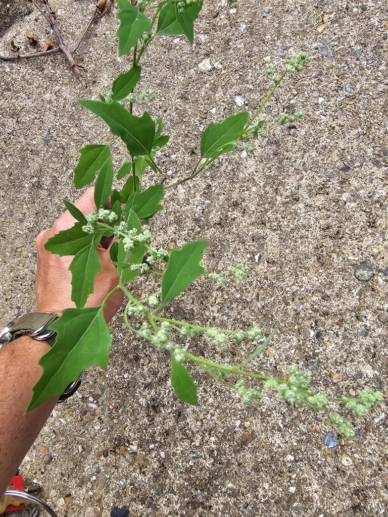 Common Lambsquarters from Barrack Road (Stop P), Hounslow TW4 5AB, UK ...
