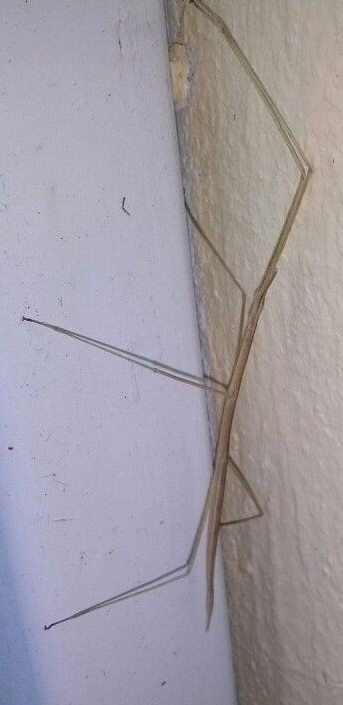 Stick Insects from Panamá, PA-PN, PA on August 28, 2024 by Massiel ...