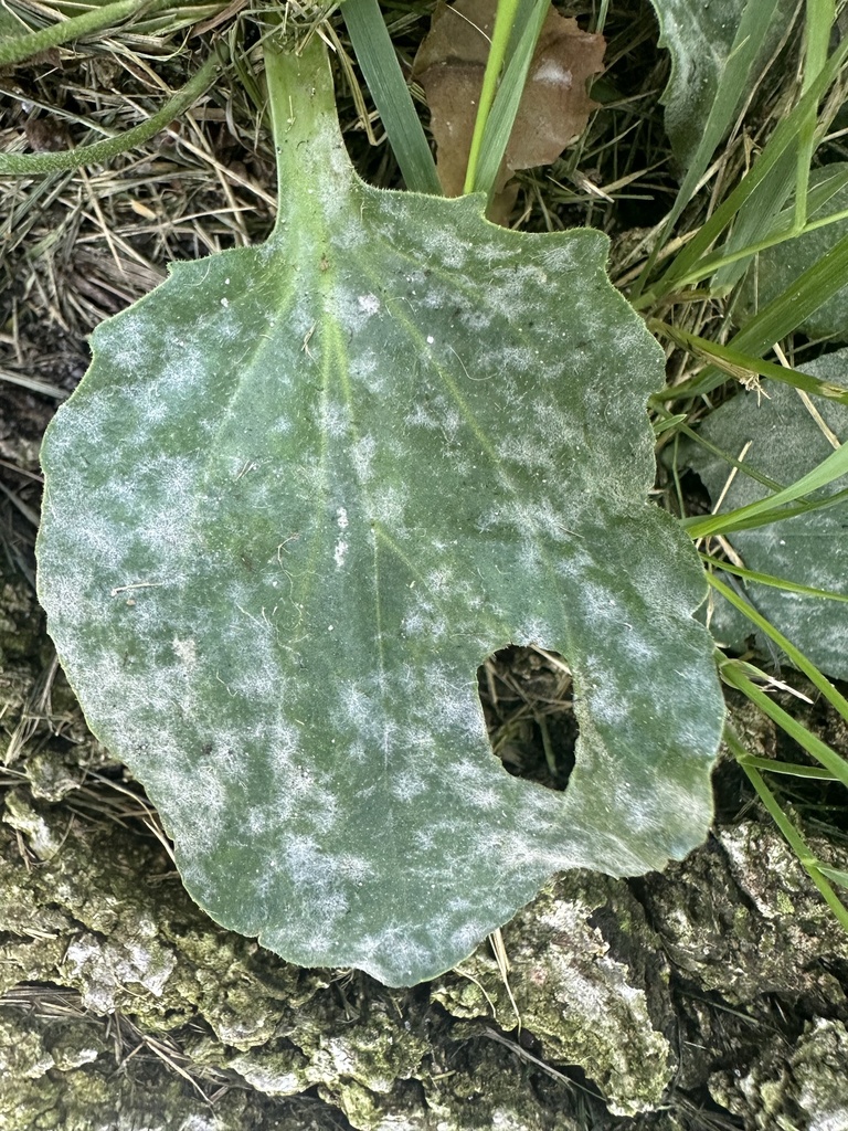 Golovinomyces sordidus from I-80 W, Kearney, NE, US on August 28, 2024 ...