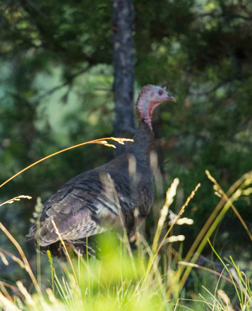 Wild Turkey from East Kootenay, BC, Canada on June 11, 2019 at 09:06 AM ...