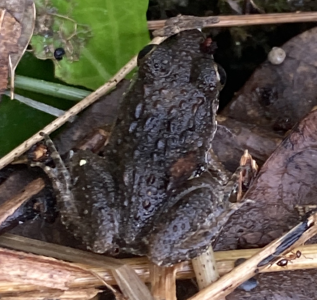 Wrinkled Frog from 宝が池公園 北園, Kyoto, Kyoto, JP on August 28, 2024 at 07: ...