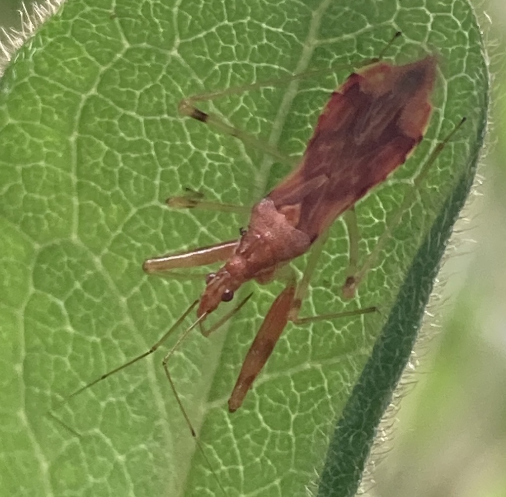 Gorpis brevilineatus from Arashiyama Park (Kameyama Chiku), Kyoto ...