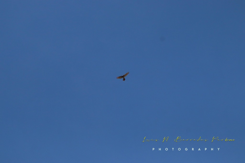 Hawks, Eagles, and Kites from Nido del Halcón, Col Santa Bárbara, Ver ...