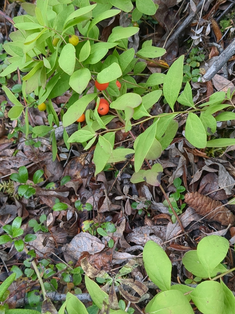Northern Comandra from Haines Junction on August 28, 2024 at 12:58 PM ...