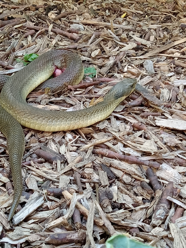 Eastern Hognose Snake from Lincoln Park, Duluth, MN 55806, USA on ...