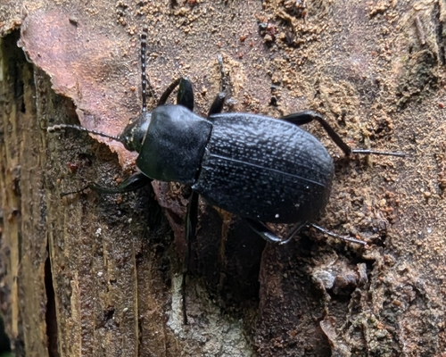 Pinacate (Eleodes connata)