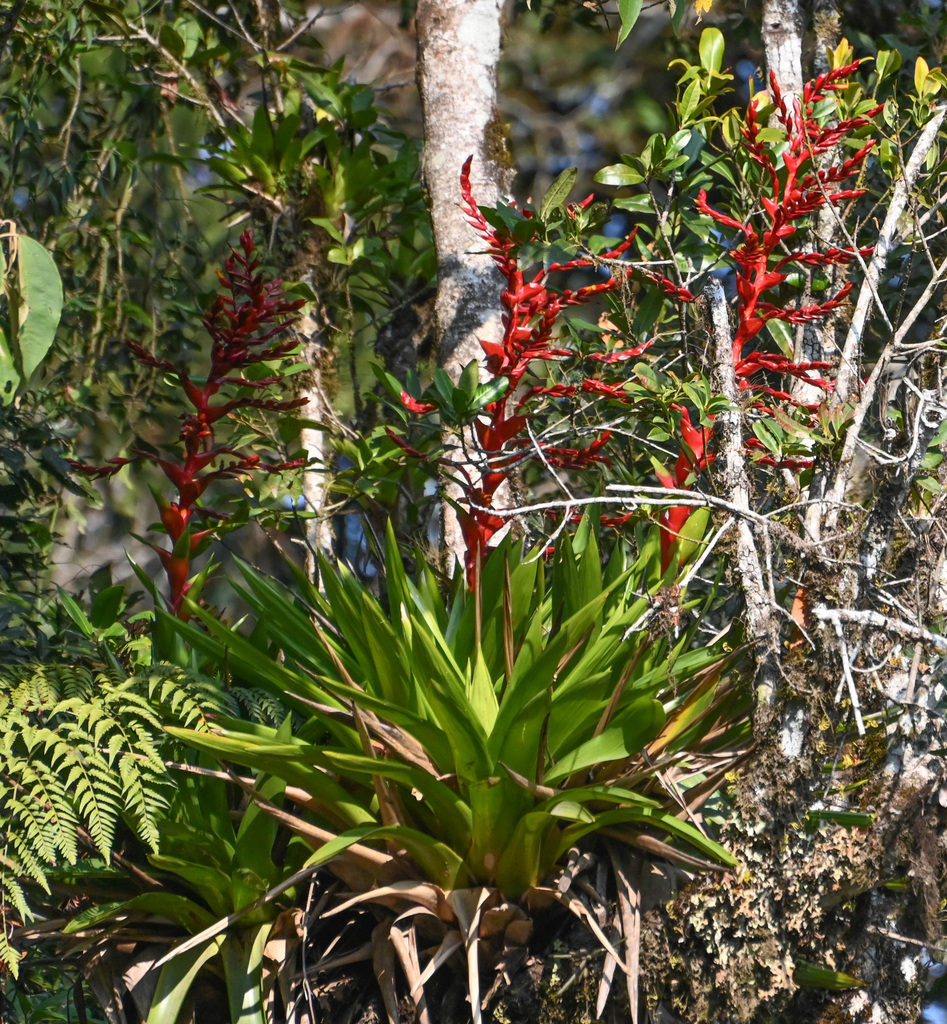Vriesea from Itamonte - State of Minas Gerais, 37466-000, Brazil on ...