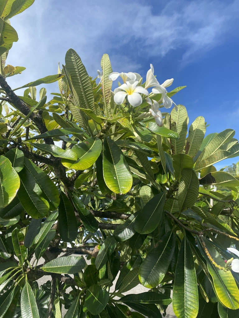 White Frangipani from University of Guam - UOG , Mangilao, Guam, US on ...