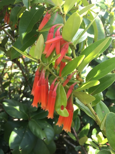 Macleania insignis (Macleania insignis)