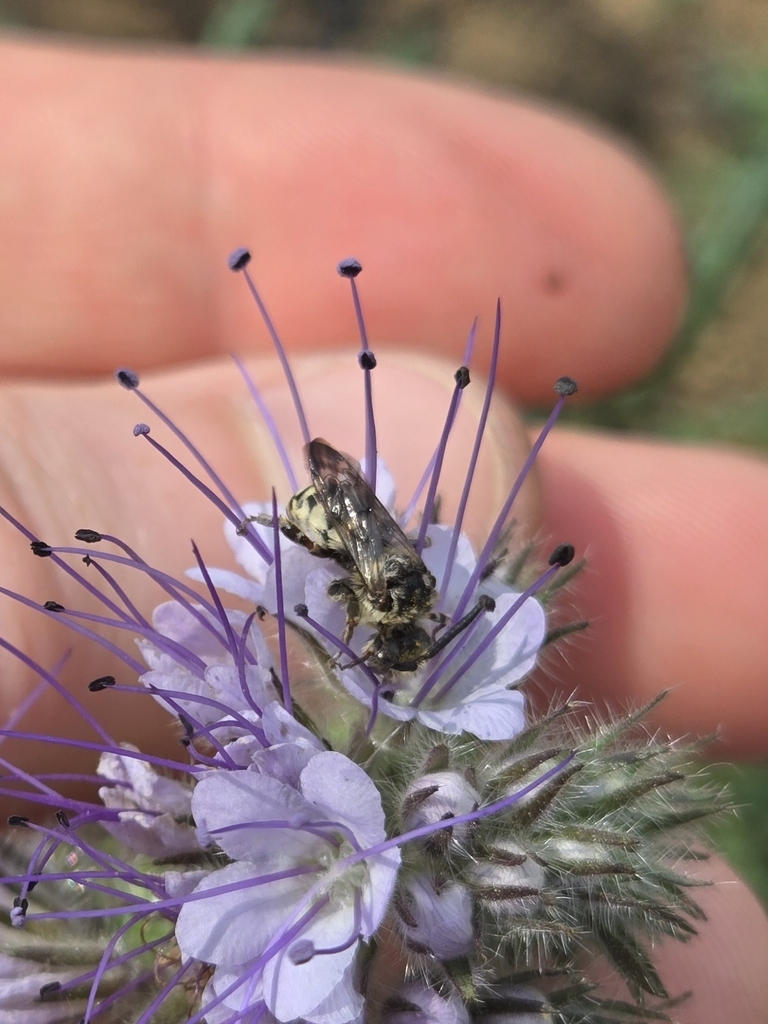California Digger-cuckoo Bee from Tillamook, OR 97141, USA on August 20 ...