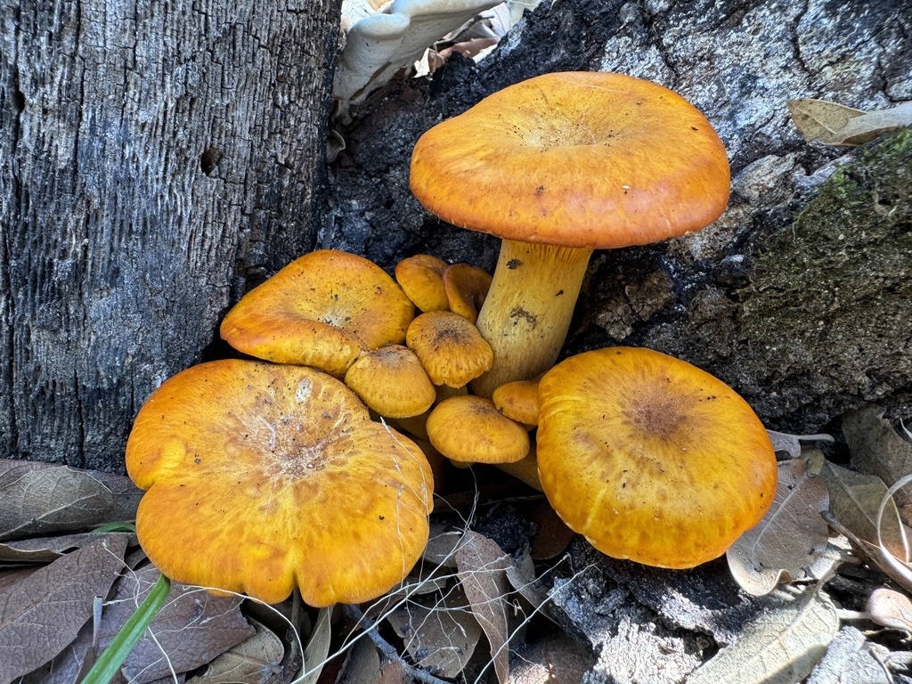 southern jack-o'-lantern from Coronado National Forest, Nogales, AZ, US ...
