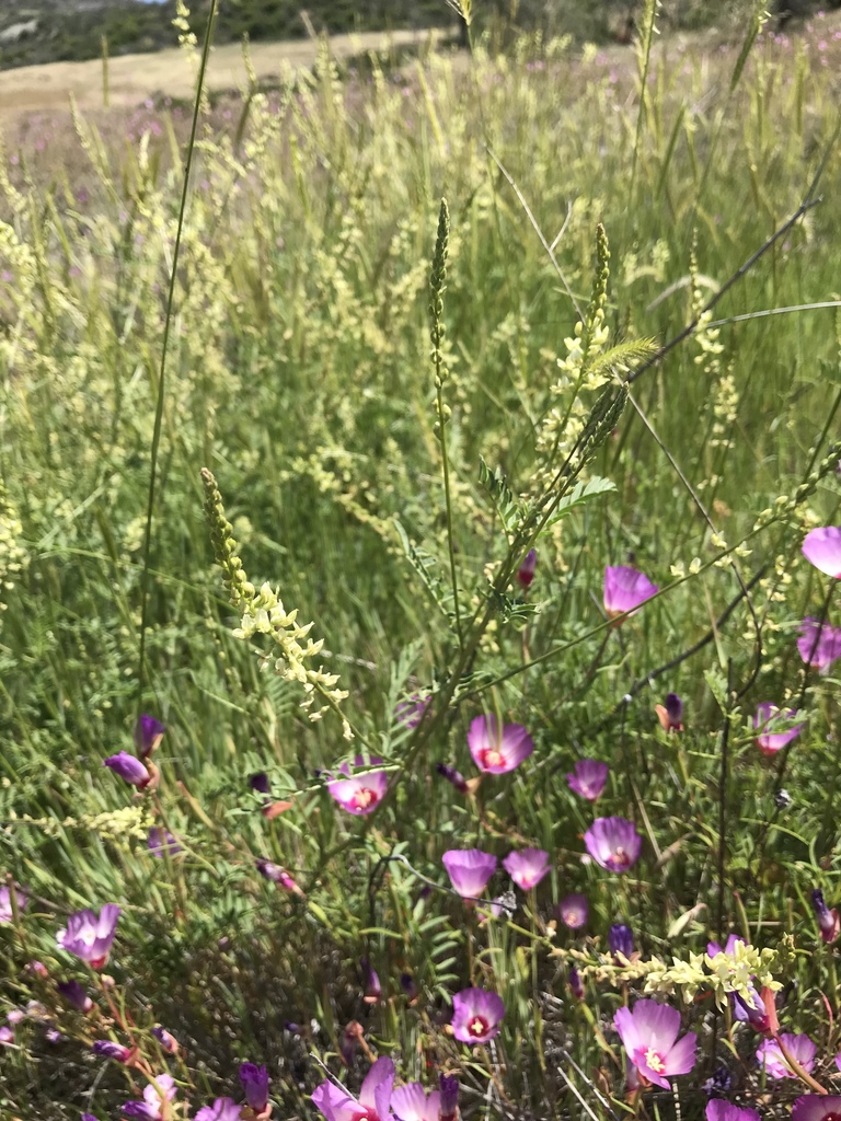 tracy's clarkia in June 2019 by Paul Aigner · iNaturalist