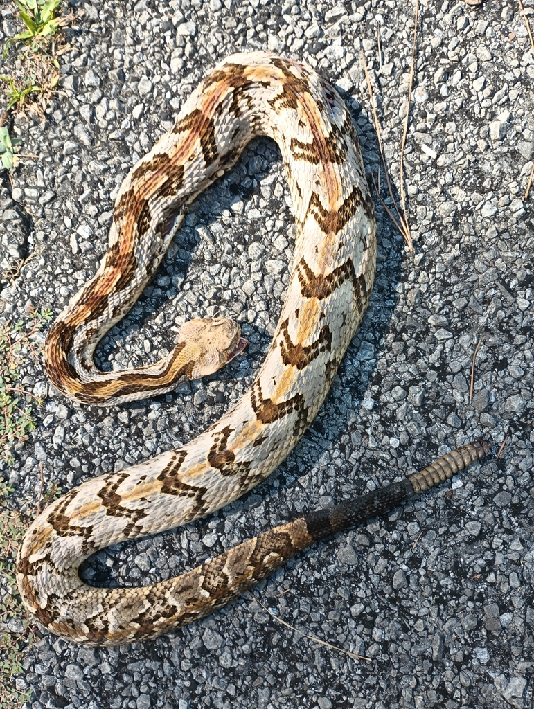 Timber Rattlesnake from Havana, AL 35474, USA on August 23, 2024 at 09: ...